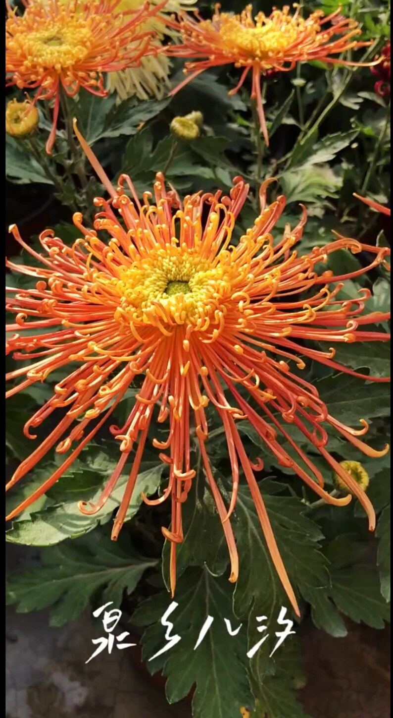 Spring Valley Baxi， Orange Needle Japanese Spider Chrysanthemum 1.5 ...
