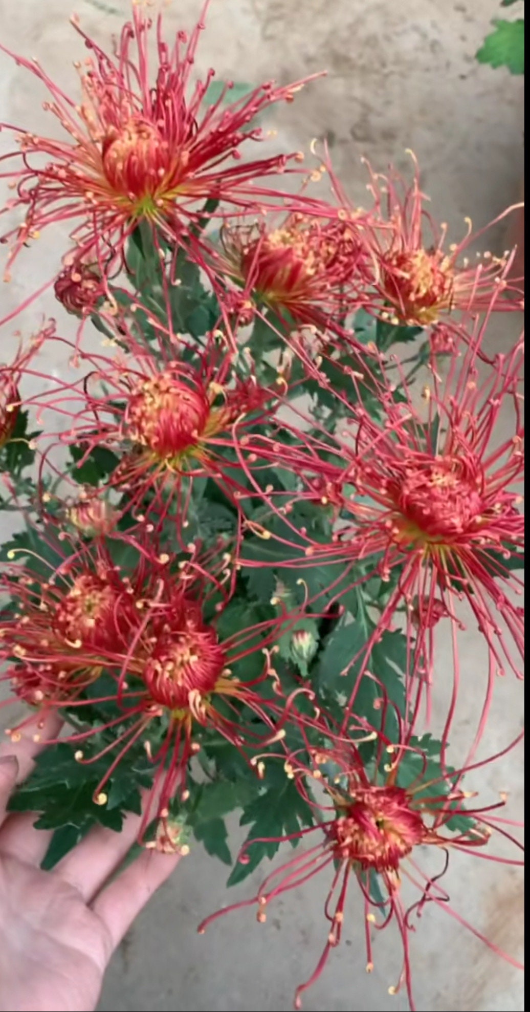 Red String， Fireworks Spider Chrysanthemum Hard to Find Mum 1.5 ...