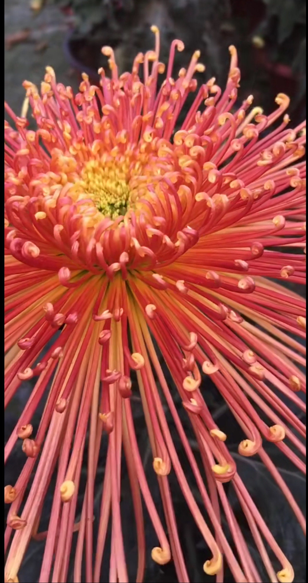 Spring Valley Baxi， Orange Needle Japanese Spider Chrysanthemum 1.5 ...