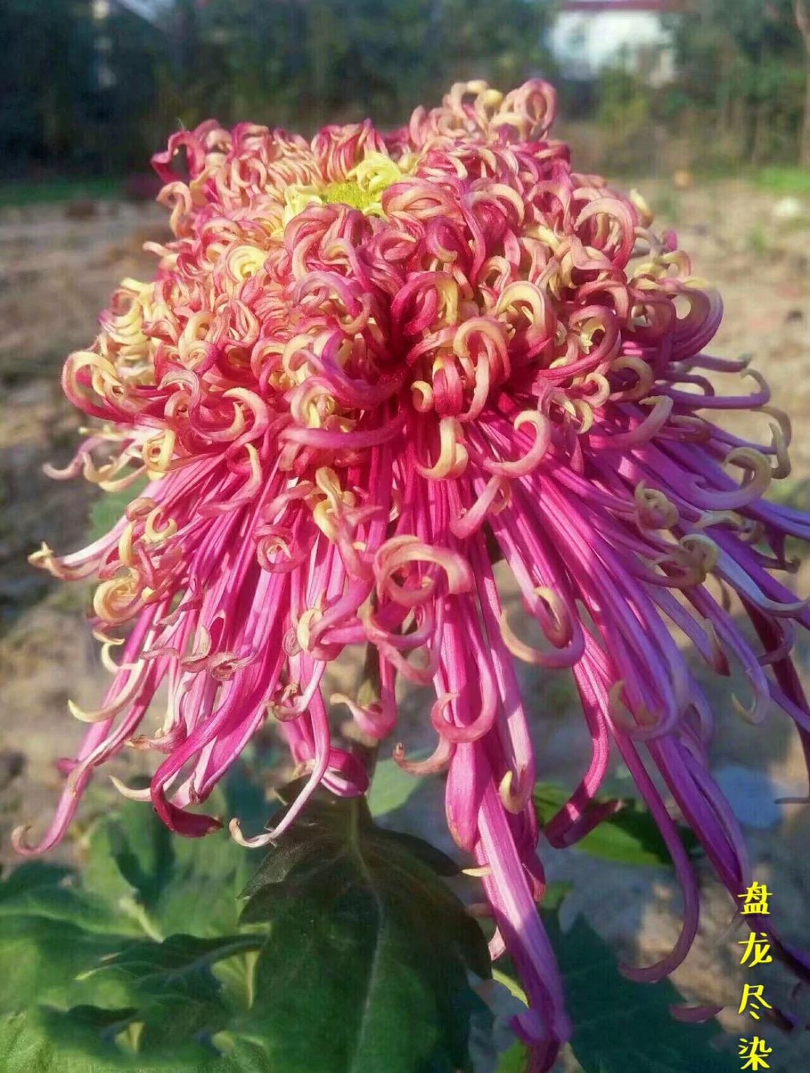 New: Panlong Tinted Veil , Large Pink Spider Chrysanthemum 2" Starter ...