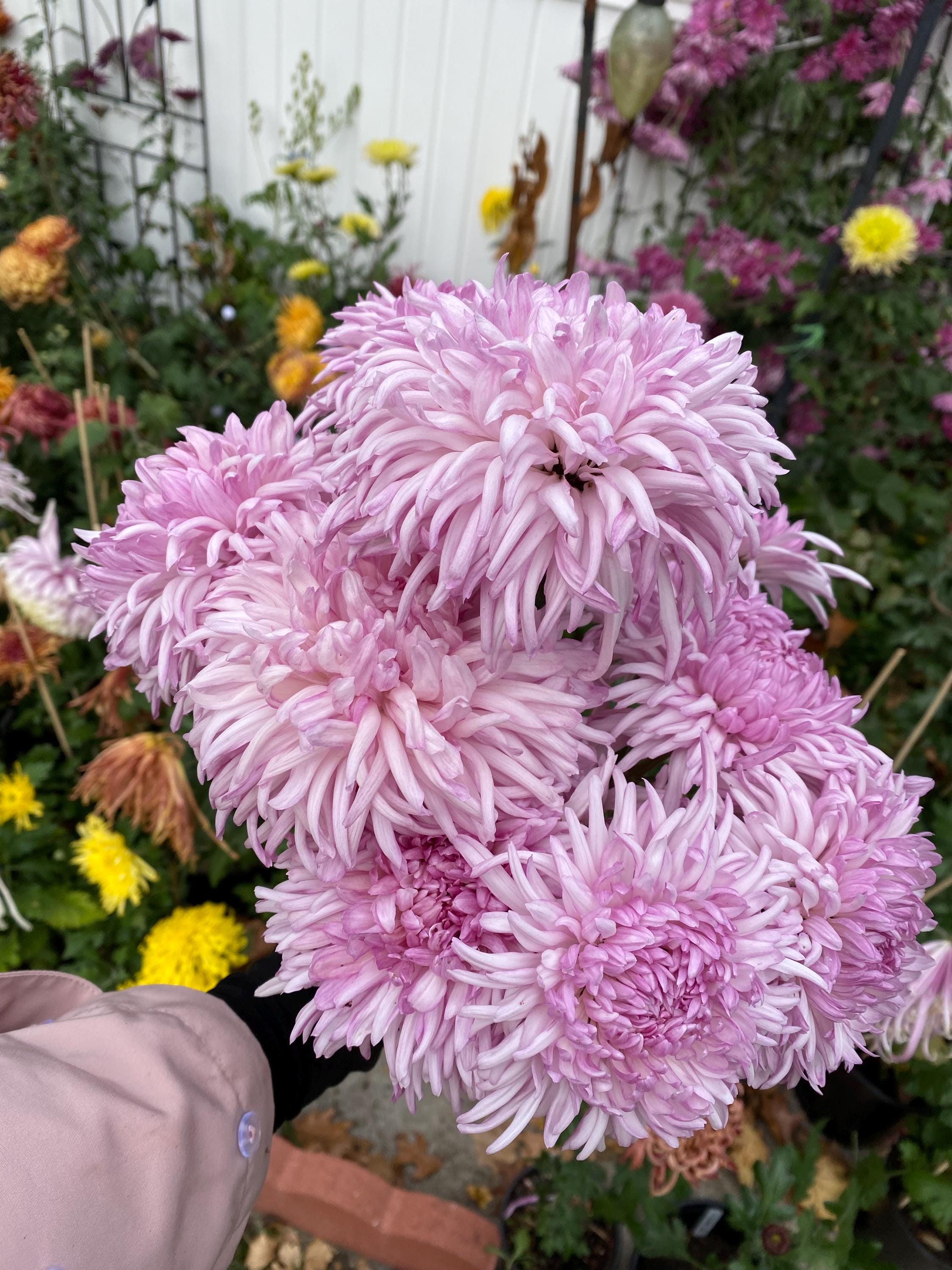 Lotus Garden，best Performer Pink Hardy Flower Chrysanthemum 1.5 ...