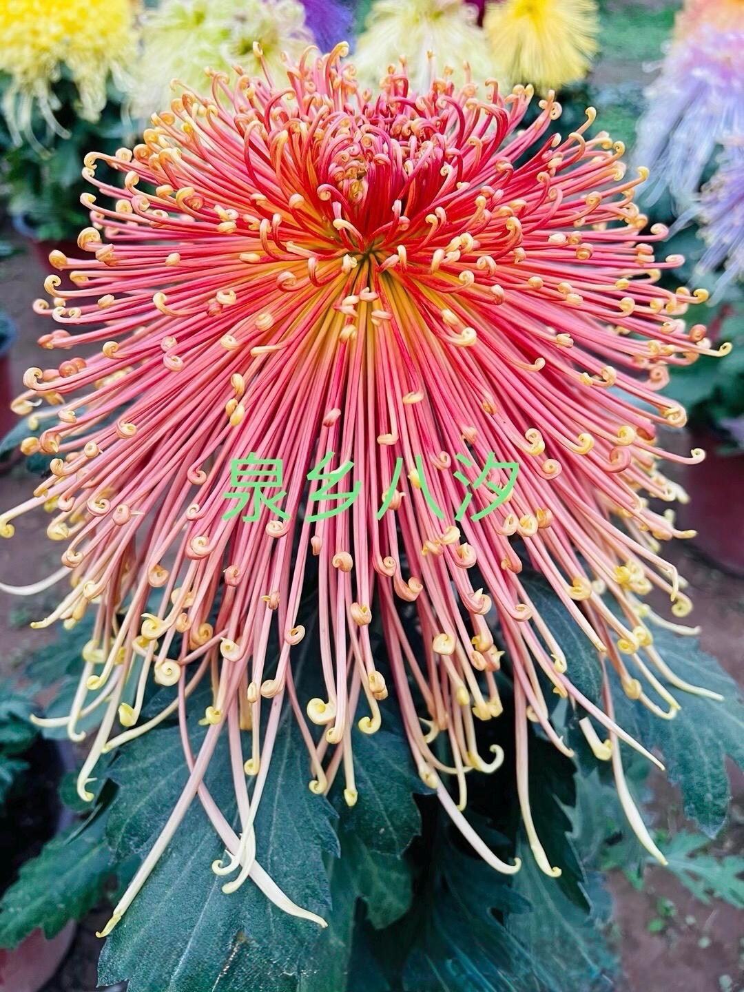 Spring Valley Baxi， Orange Needle Japanese Spider Chrysanthemum 1.5 ...