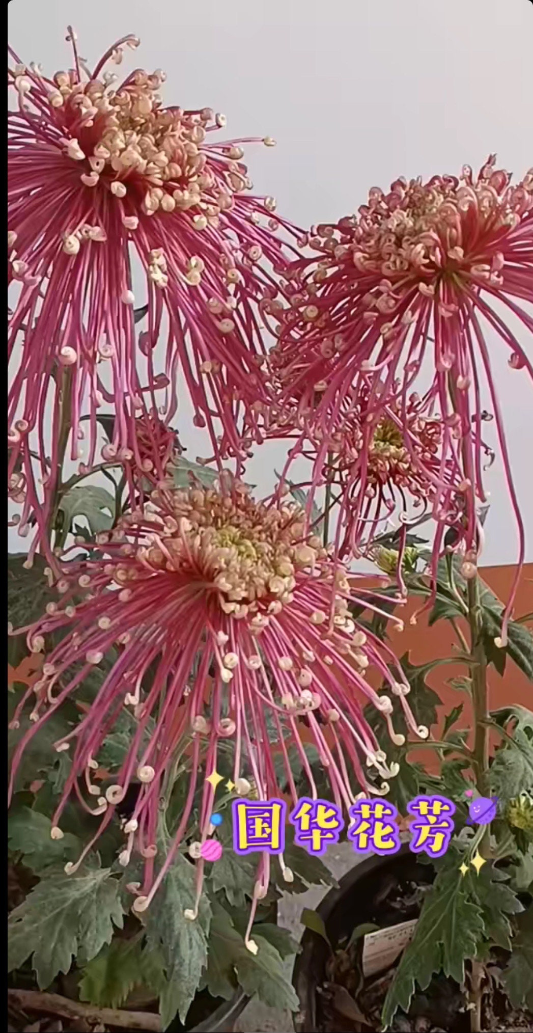 Guohua Sweet Fragrance Beautiful Hook Spider Chrysanthemum 4live Plant ...