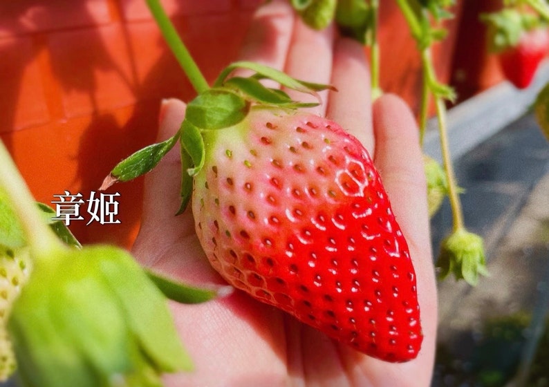 Special Offer: Highly Recommend Best Tasty Japanese奶油草莓 Akihime ...