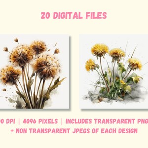 Watercolor Dandelion Clipart Dandelion PNG Digital Illustration Bundle ...