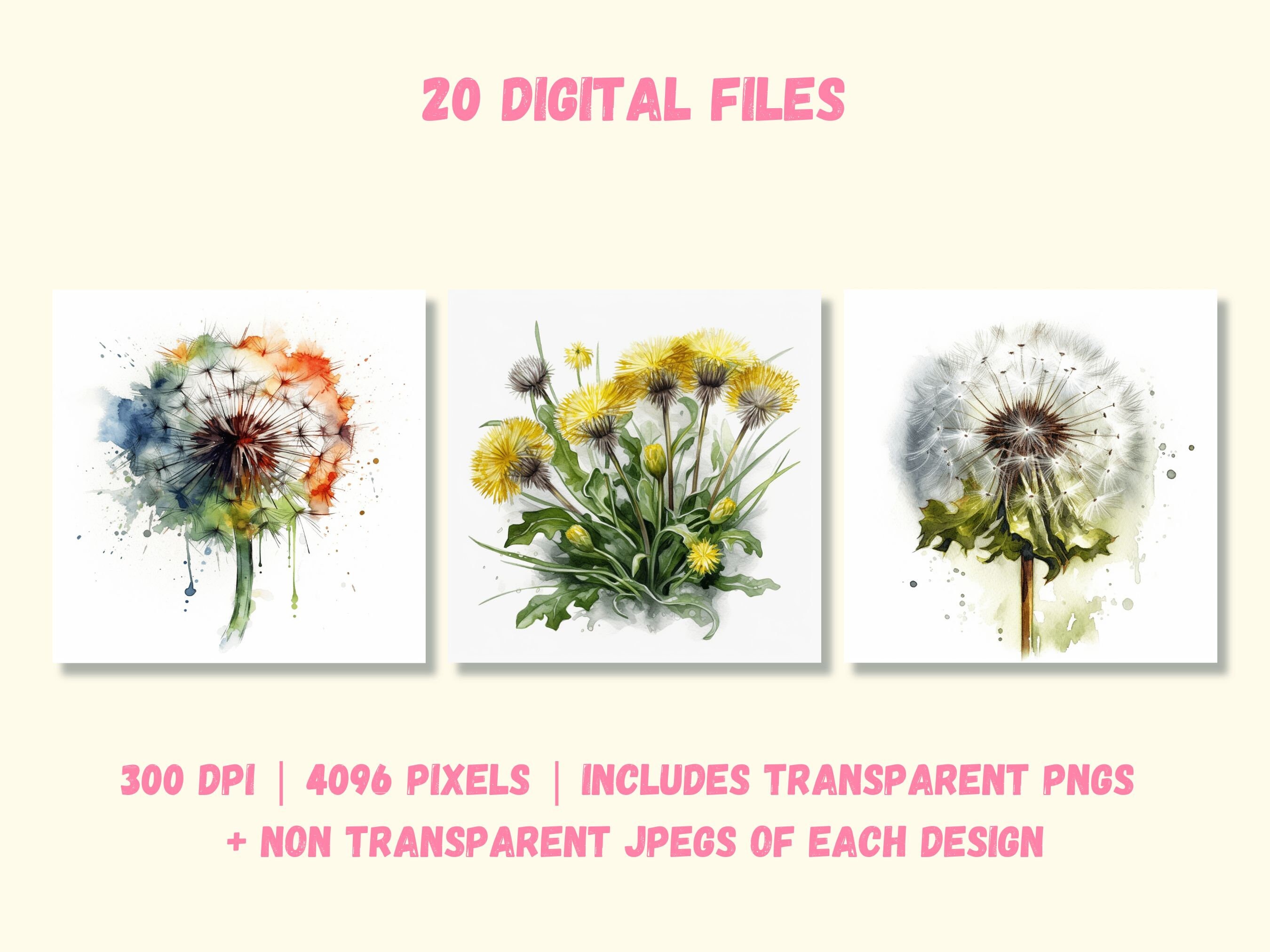 Watercolor Dandelion Clipart Dandelion PNG Digital Illustration Bundle ...