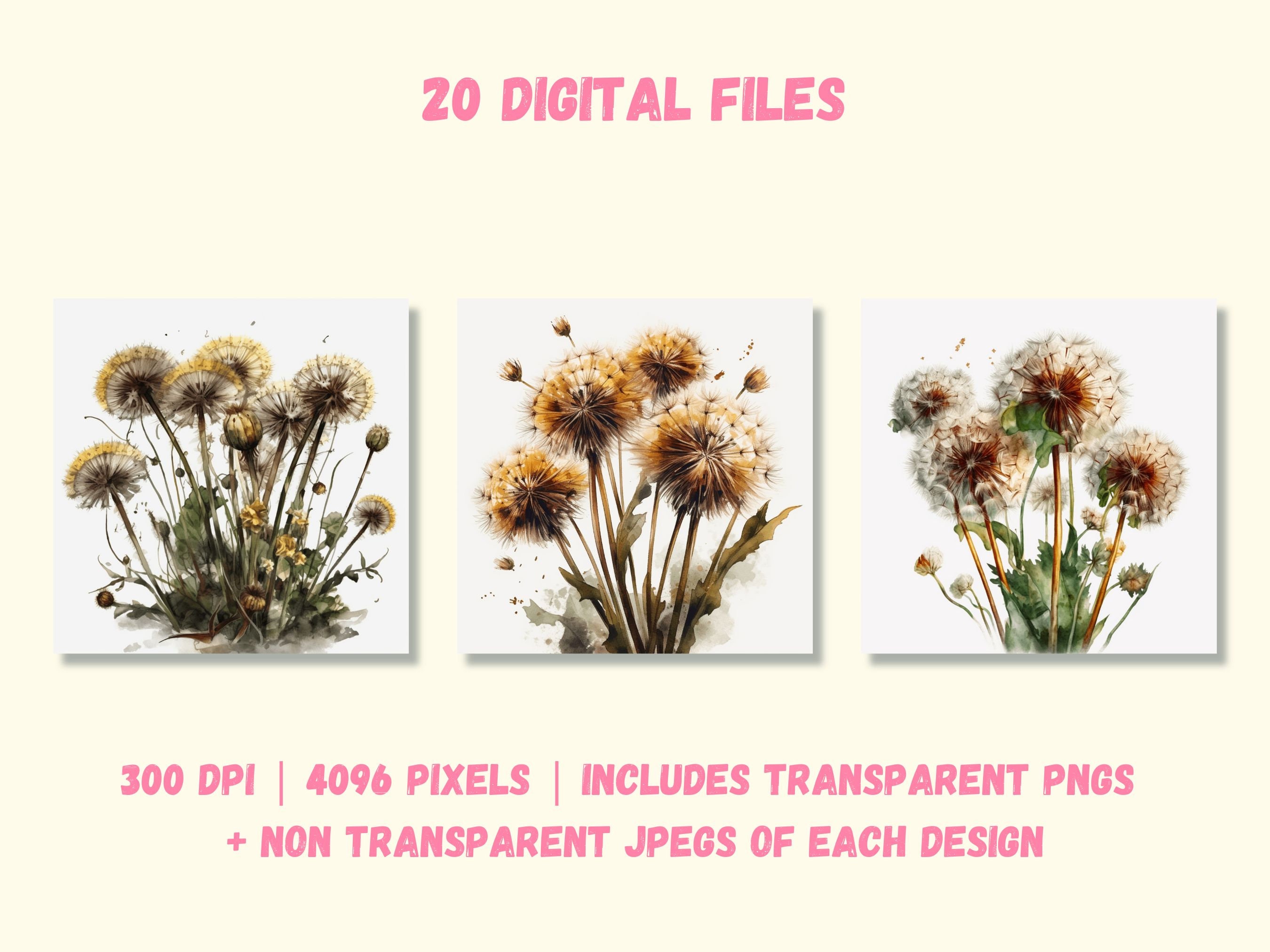 Watercolor Dandelion Clipart Dandelion PNG Digital Illustration Bundle ...