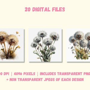 Watercolor Dandelion Clipart Dandelion PNG Digital Illustration Bundle ...