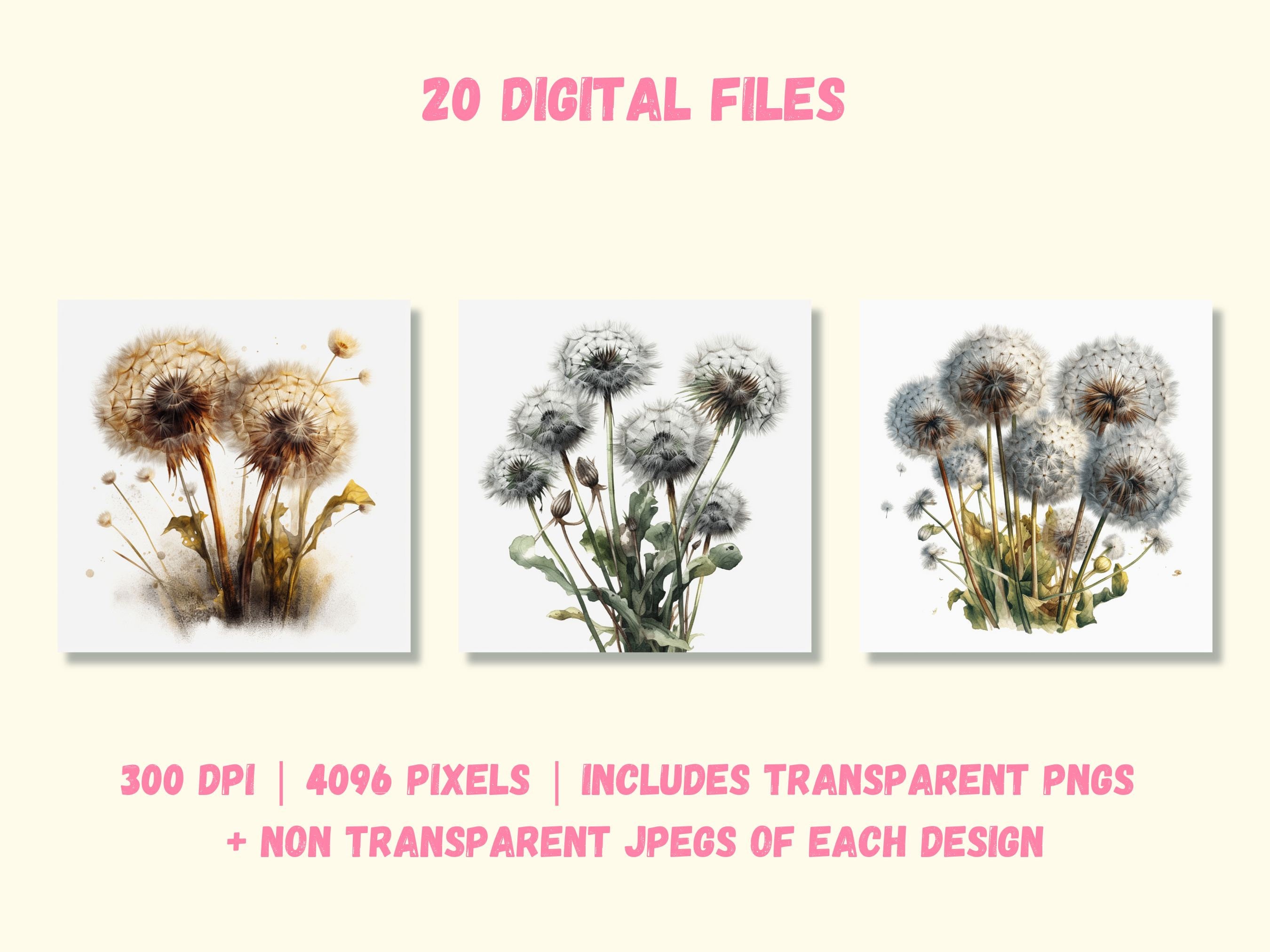 Watercolor Dandelion Clipart Dandelion PNG Digital Illustration Bundle ...