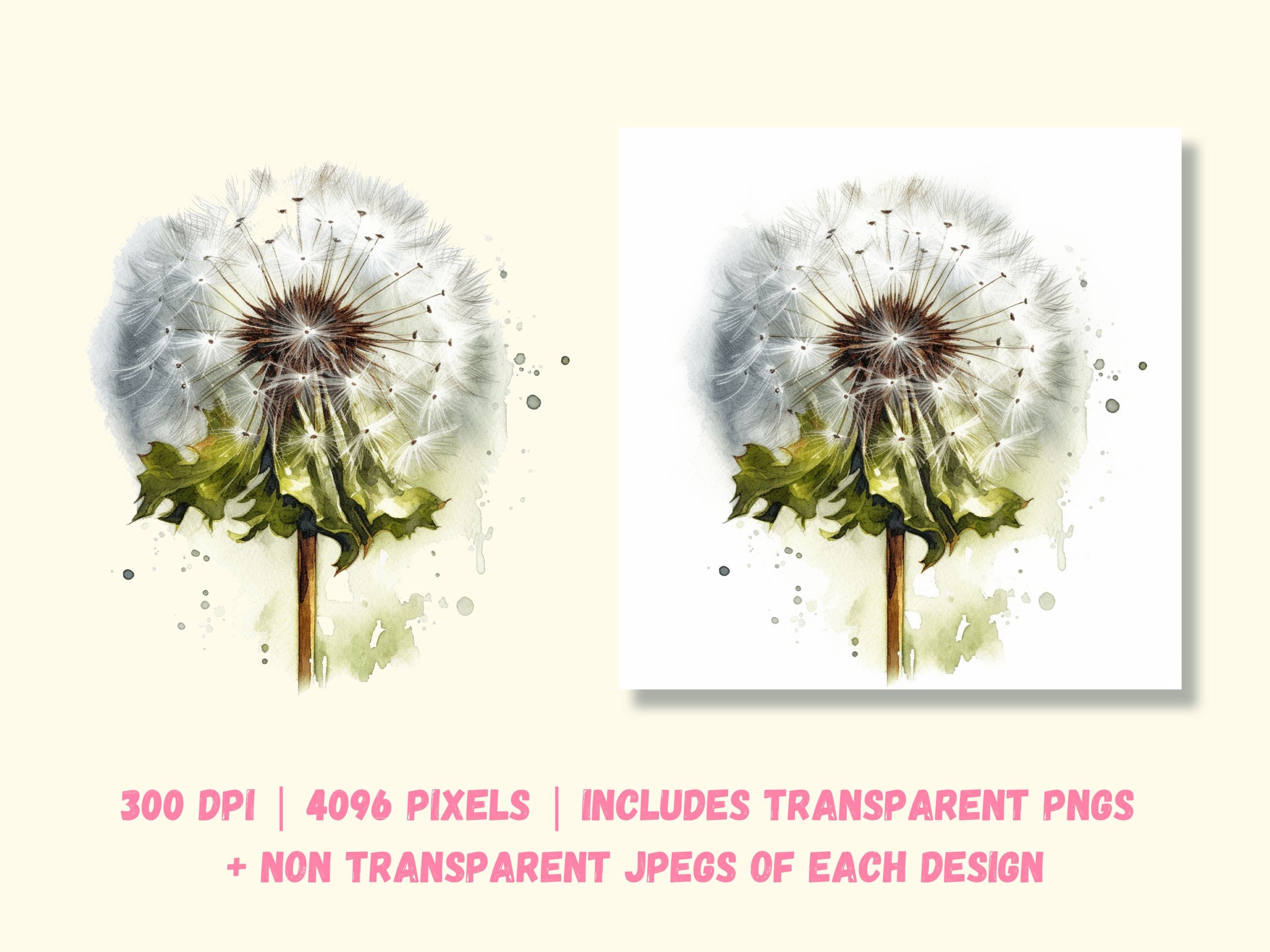 Watercolor Dandelion Clipart Dandelion PNG Digital Illustration Bundle ...