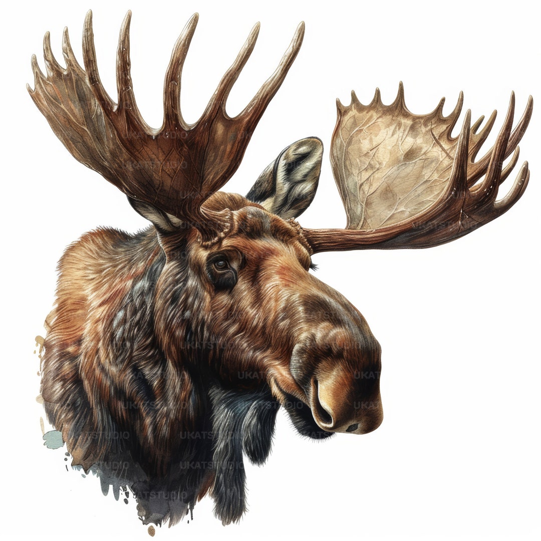Moose Portrait Clipart , 26 High Quality Images Jpgs Digital Download ...