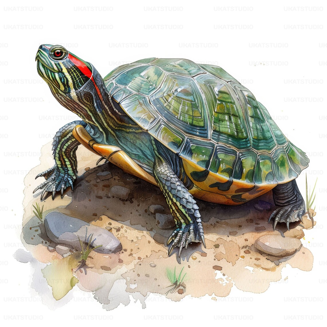 Red Eared Slider Turtle Portrait Clipart , 28 High Quality Images Jpgs ...