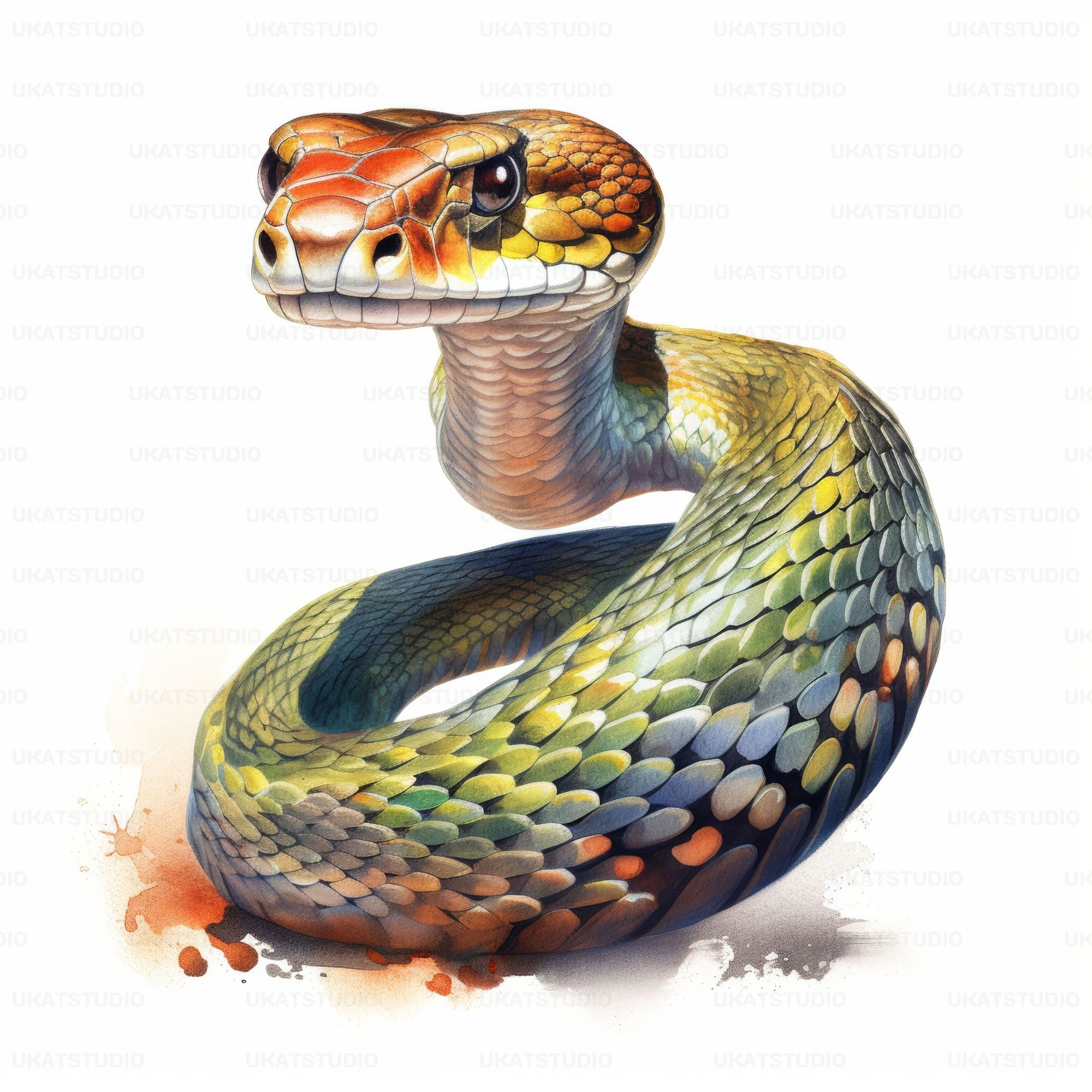 Snake Portrait Clipart , 19 High Quality Images Jpgs Digital Download ...