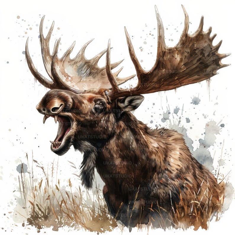 Moose Portrait Clipart , 26 High Quality Images Jpgs Digital Download ...