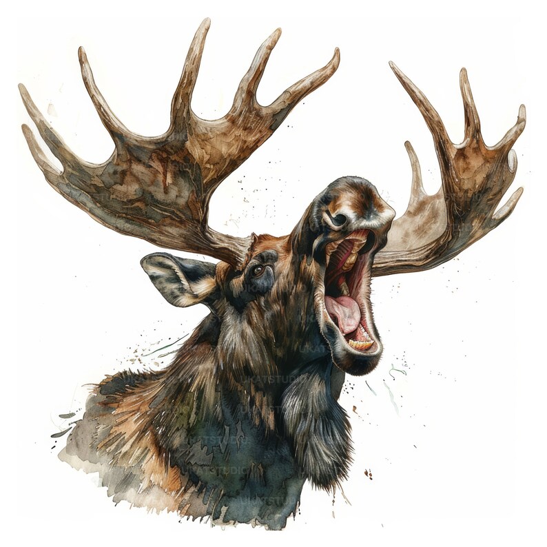 Moose Portrait Clipart , 26 High Quality Images Jpgs Digital Download ...