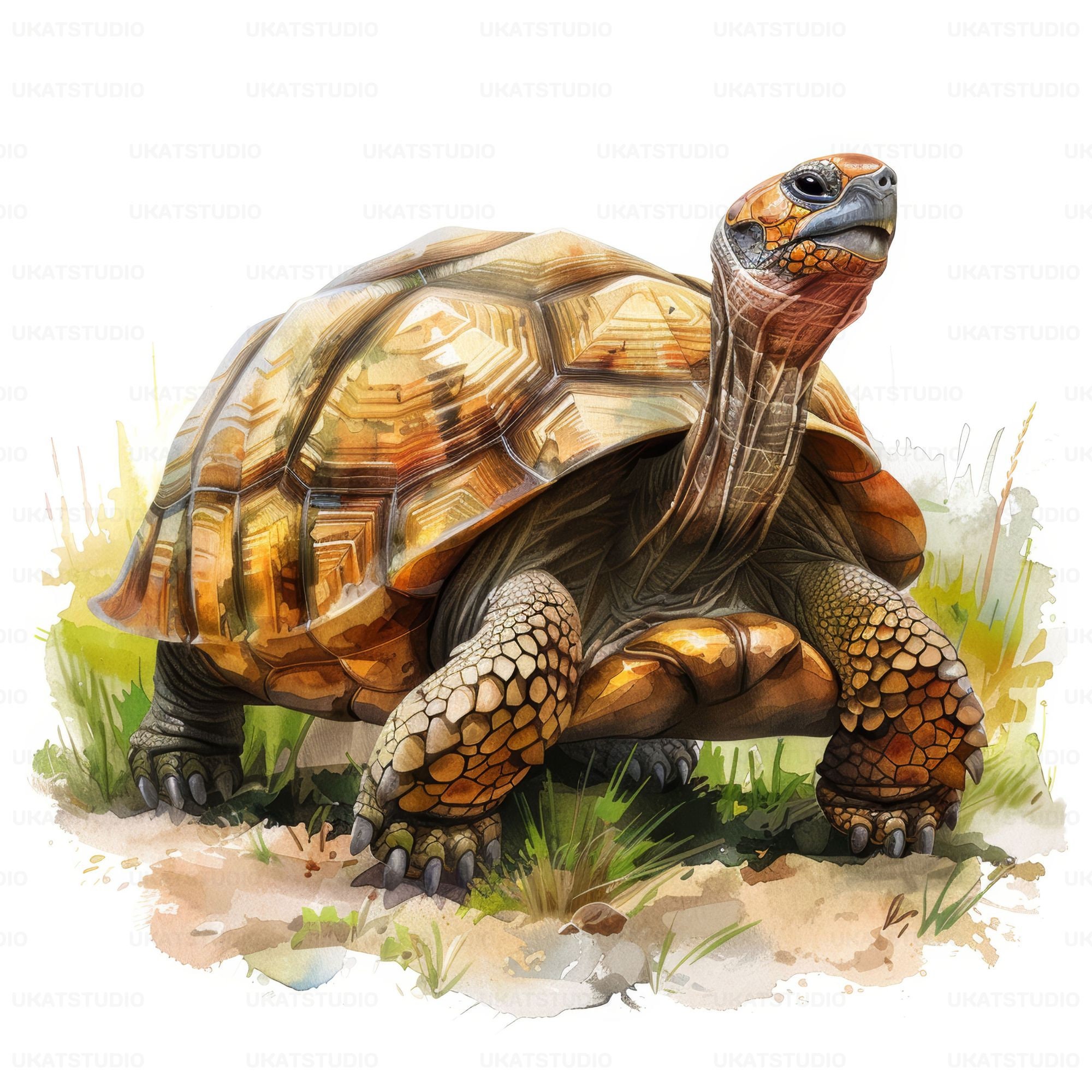 Turtle Portrait Scene Clipart , 25 High Quality Images Jpgs Digital ...