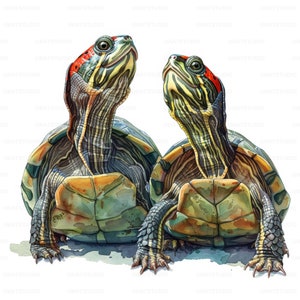 Red Eared Slider Turtle Portrait Clipart , 28 High Quality Images Jpgs ...