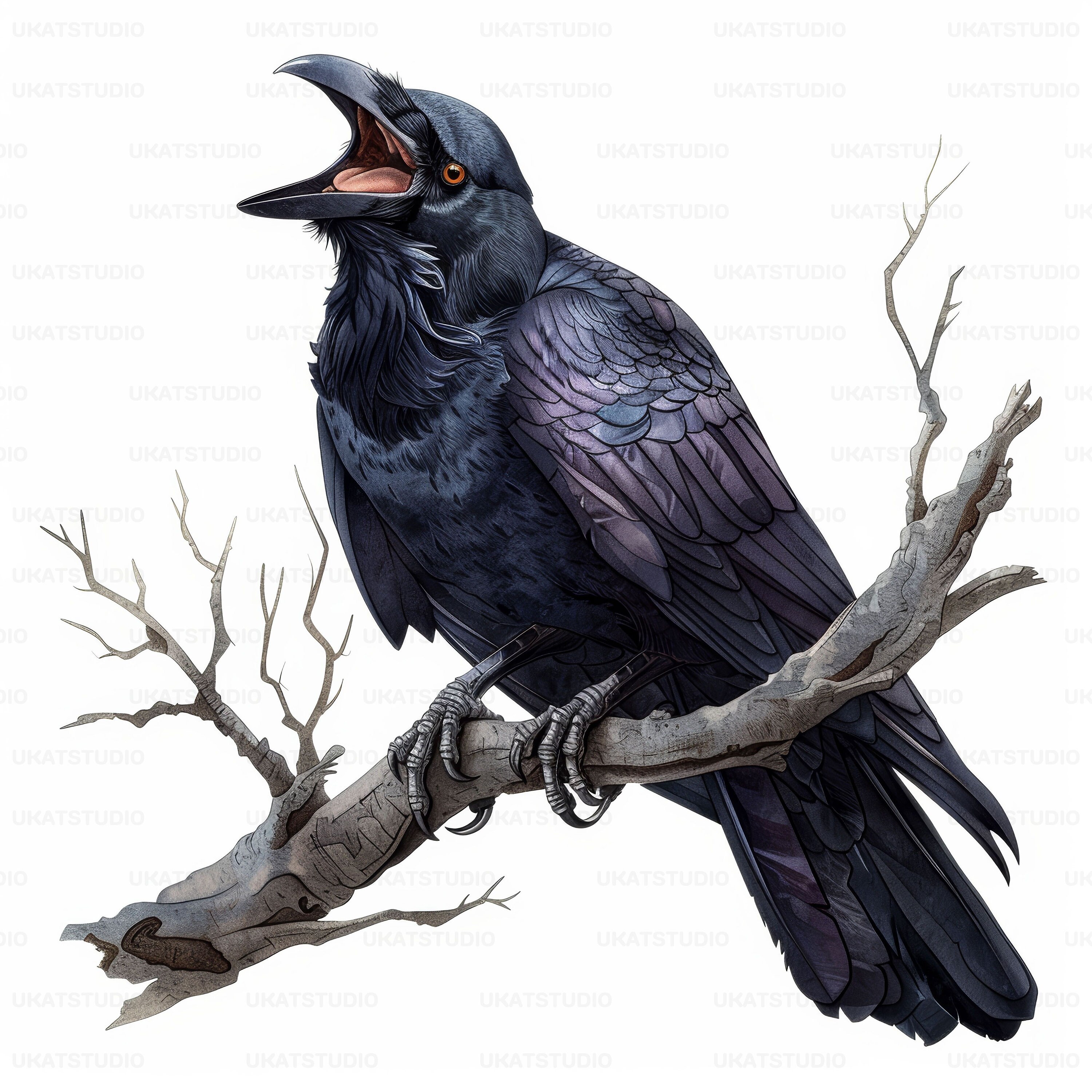 Raven Crow Bird Portrait Clipart , 37 High Quality Images Jpgs Digital ...