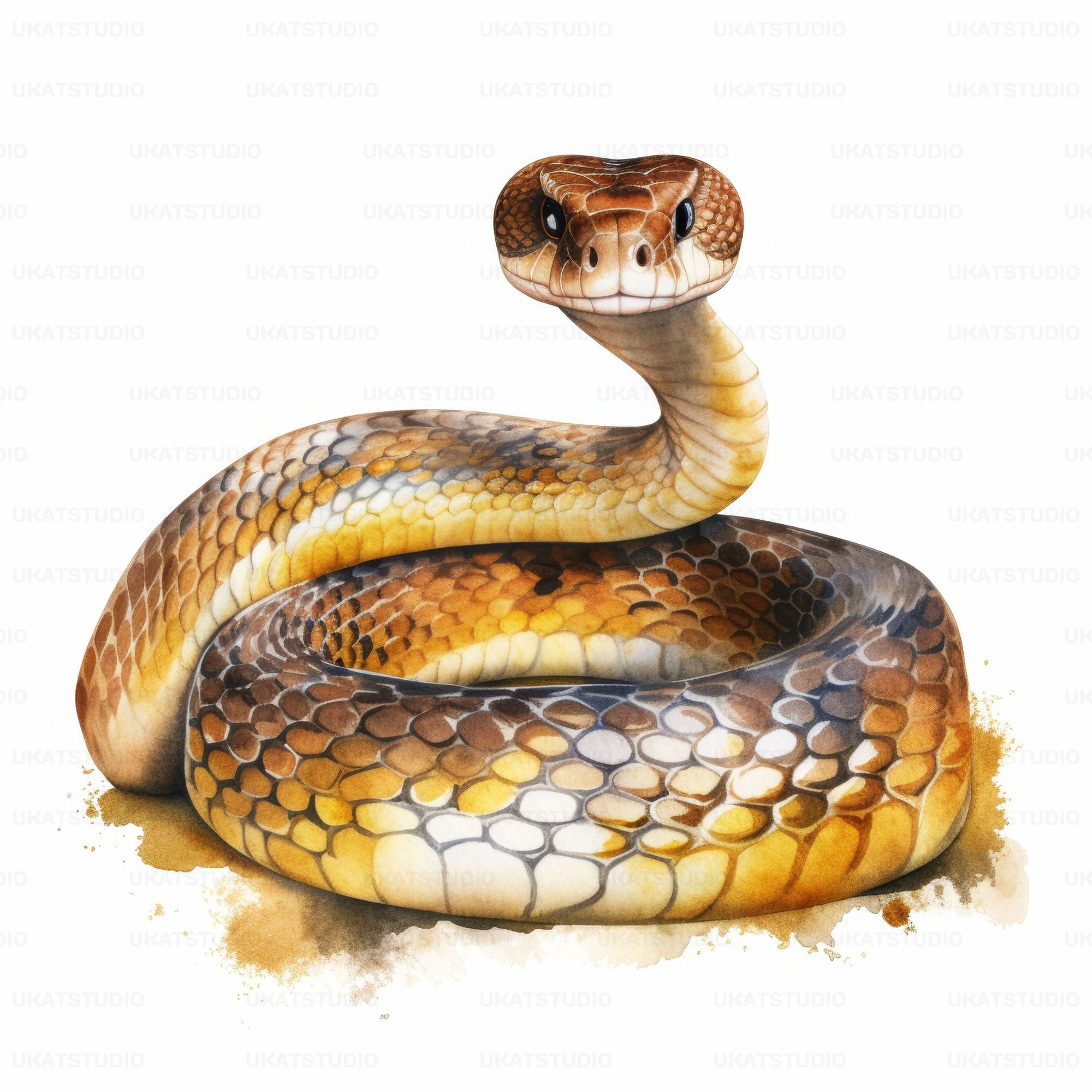 Snake Portrait Clipart , 19 High Quality Images Jpgs Digital Download ...