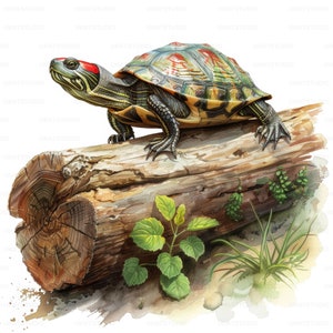 Red Eared Slider Turtle Portrait Clipart , 28 High Quality Images Jpgs ...
