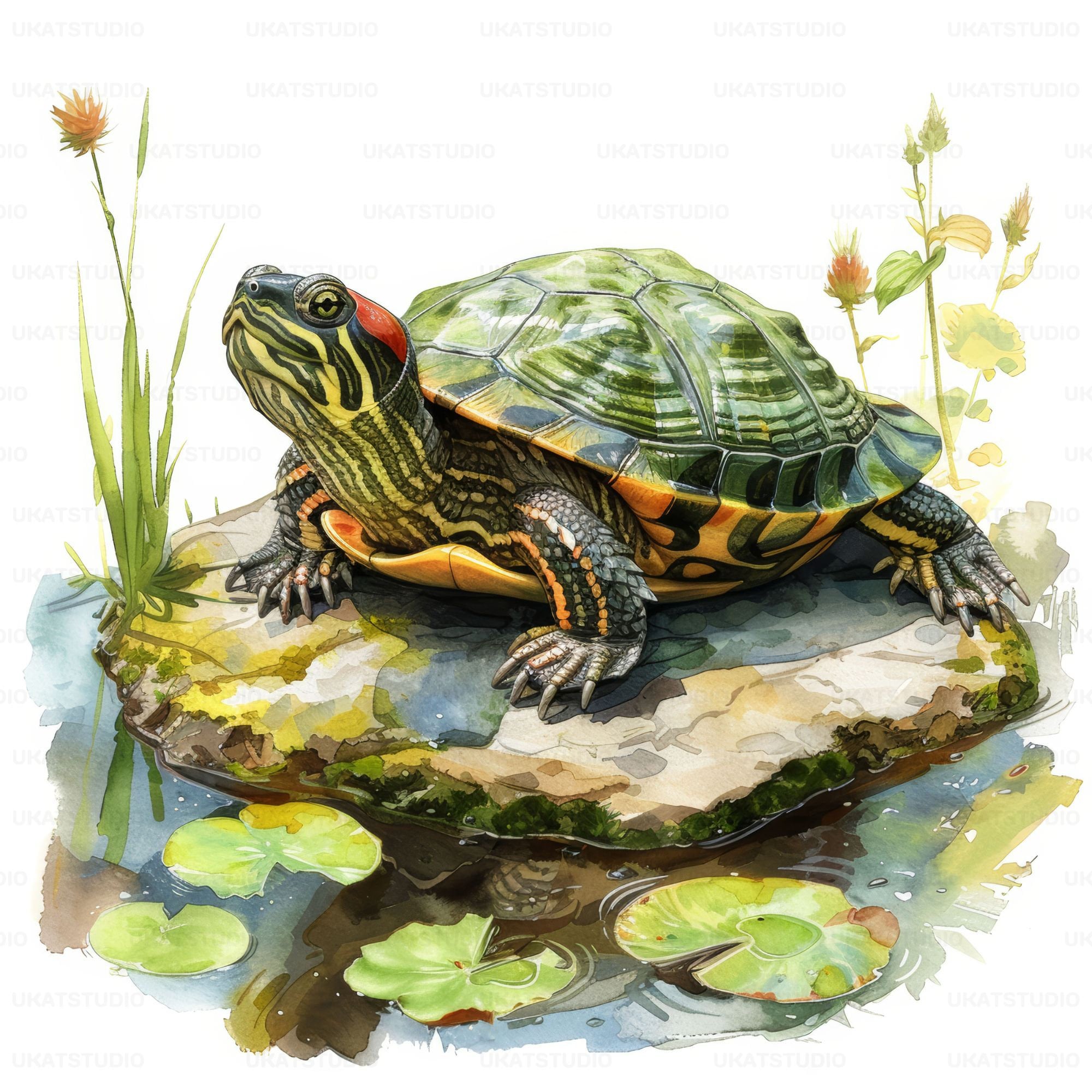 Red Eared Slider Turtle Portrait Clipart , 28 High Quality Images Jpgs ...