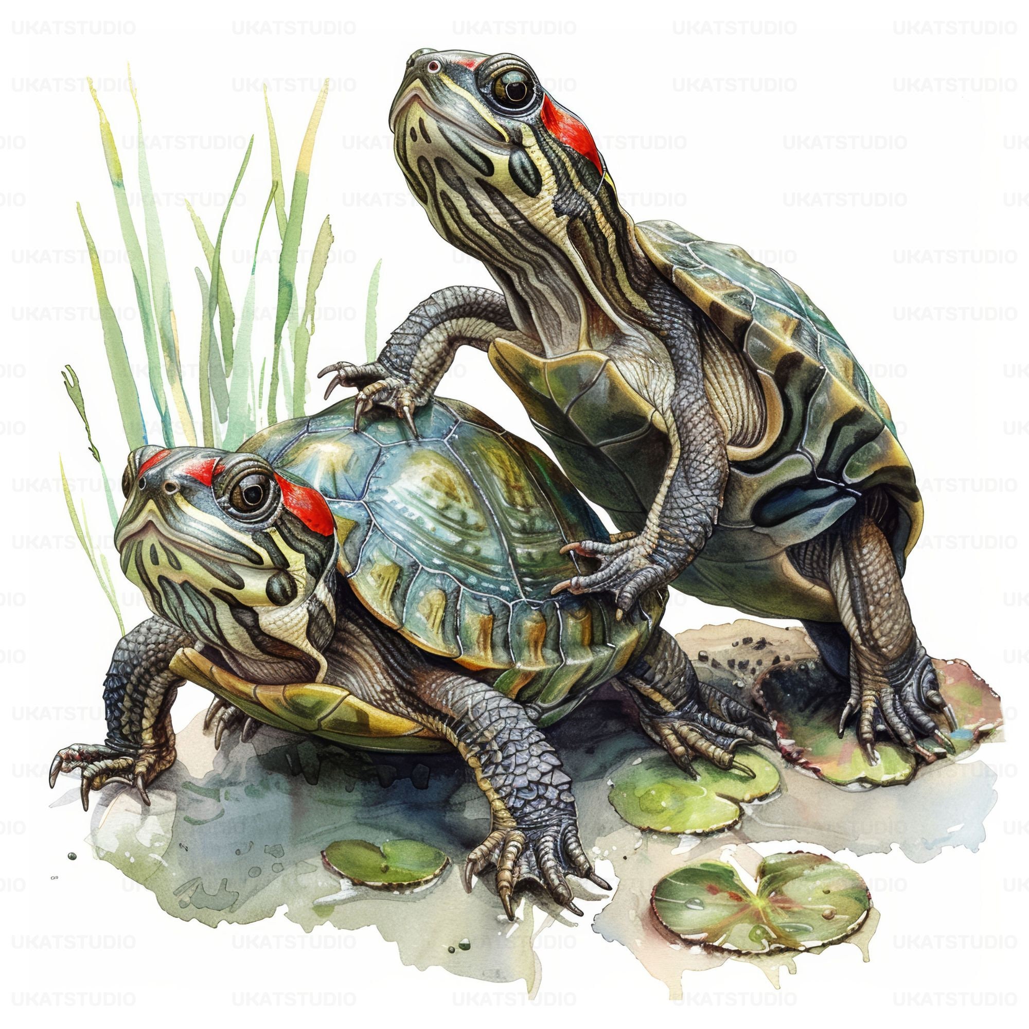 Red Eared Slider Turtle Portrait Clipart , 28 High Quality Images Jpgs ...
