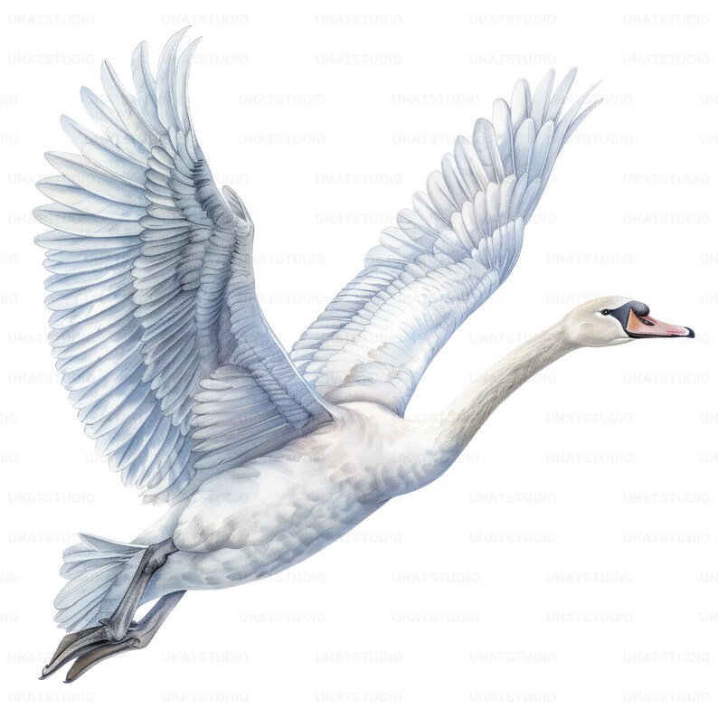 Swan With Pond Portrait Clipart , 10 High Quality Images PNG and Jpgs ...