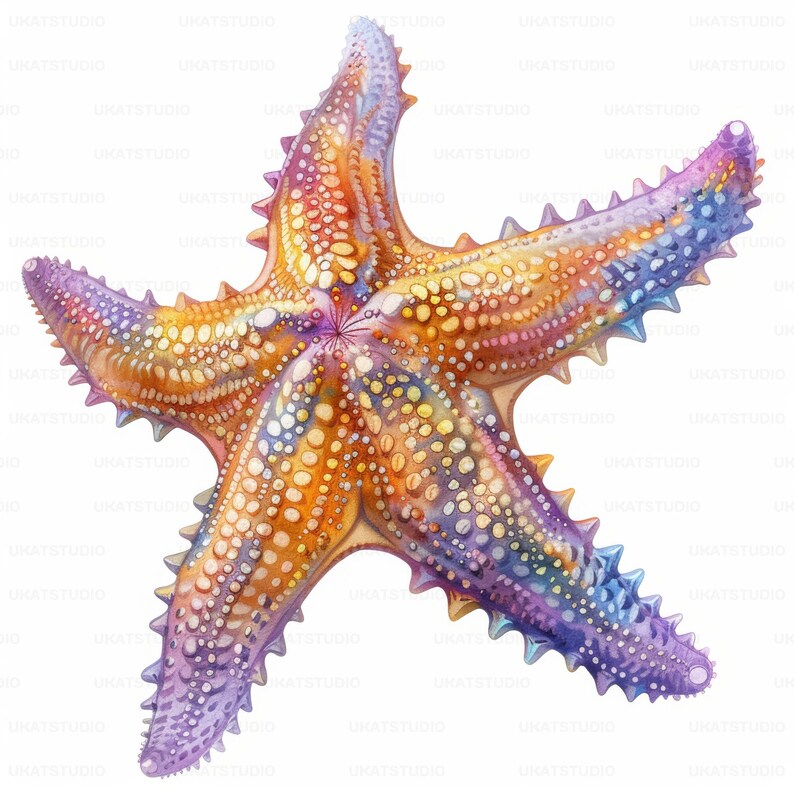 Colorful Starfish Decor Portrait Clipart , 27 High Quality Images Jpgs ...