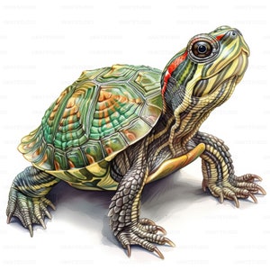 Red Eared Slider Turtle Portrait Clipart , 28 High Quality Images Jpgs ...