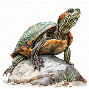 Red Eared Slider Turtle Portrait Clipart , 28 High Quality Images Jpgs ...