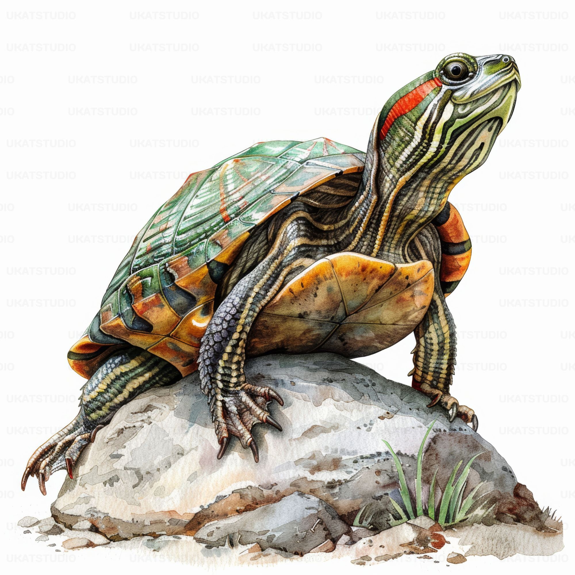 Red Eared Slider Turtle Portrait Clipart , 28 High Quality Images Jpgs ...