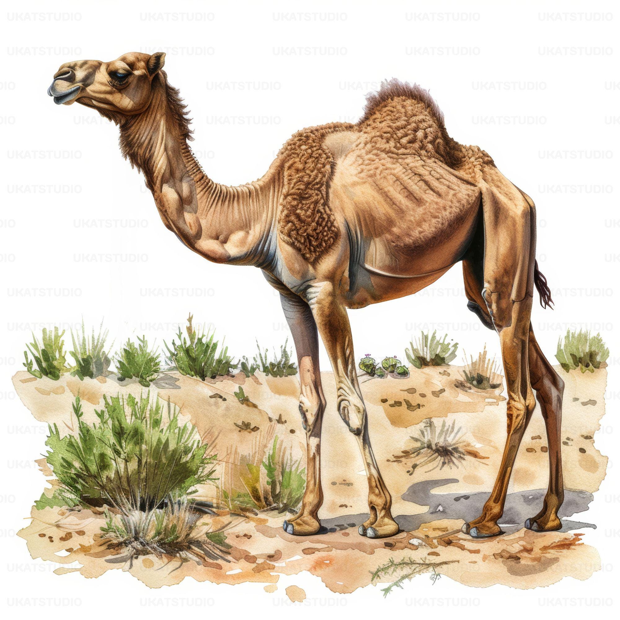 Camel Portrait Clipart , 22 High Quality Images Jpgs Digital Download ...