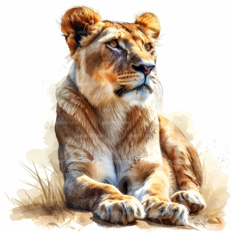 Lioness Art - Etsy