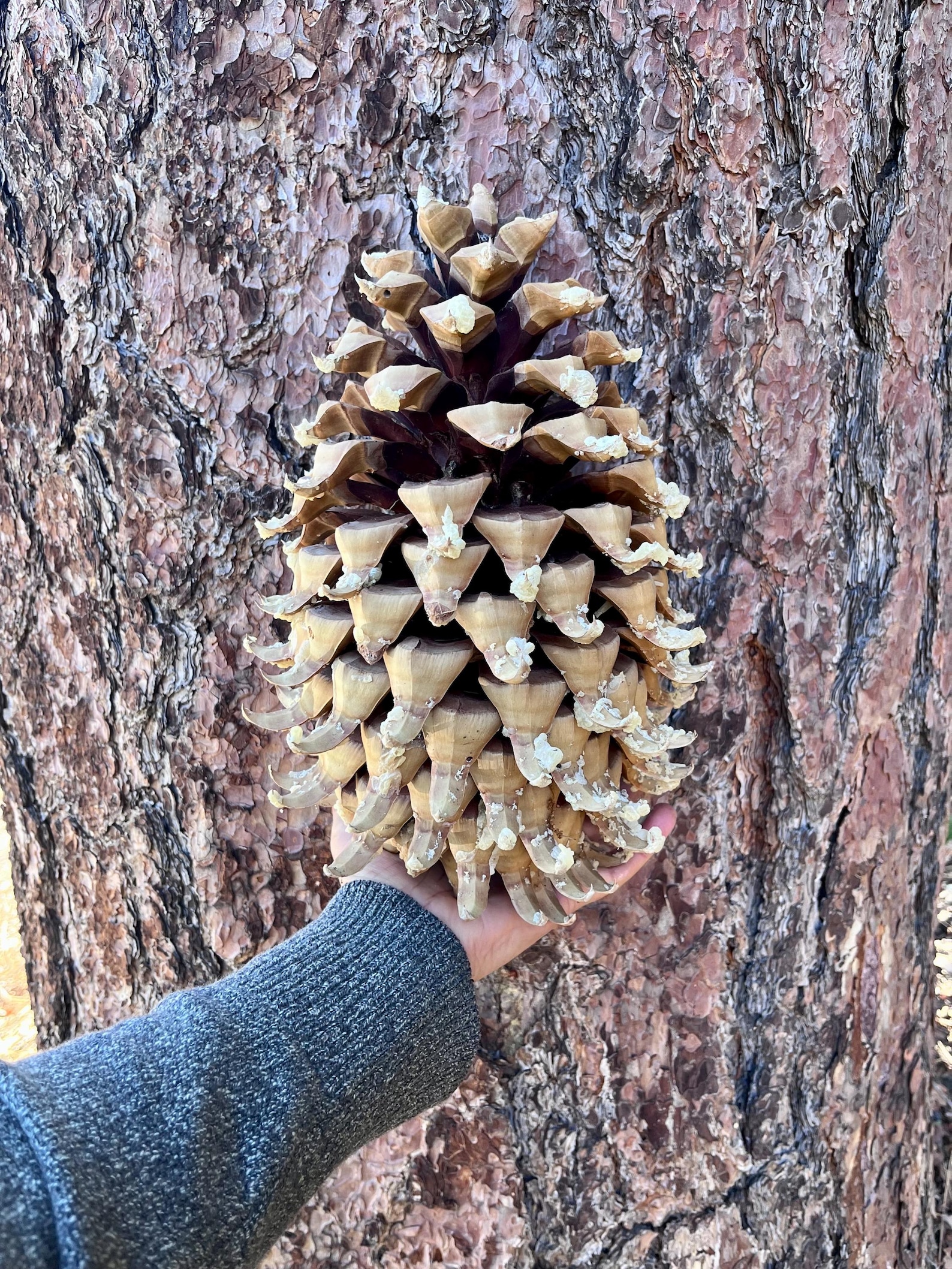 Giant Coulter Pine Cone: Natural California Christmas Decor (9-12 ...