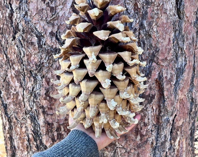 Large Tahoe Pinecone - Etsy