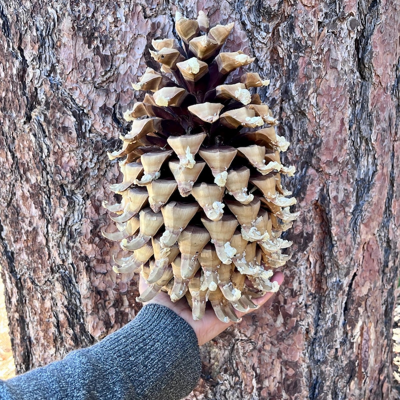 Extra Large Pine Cones - Etsy