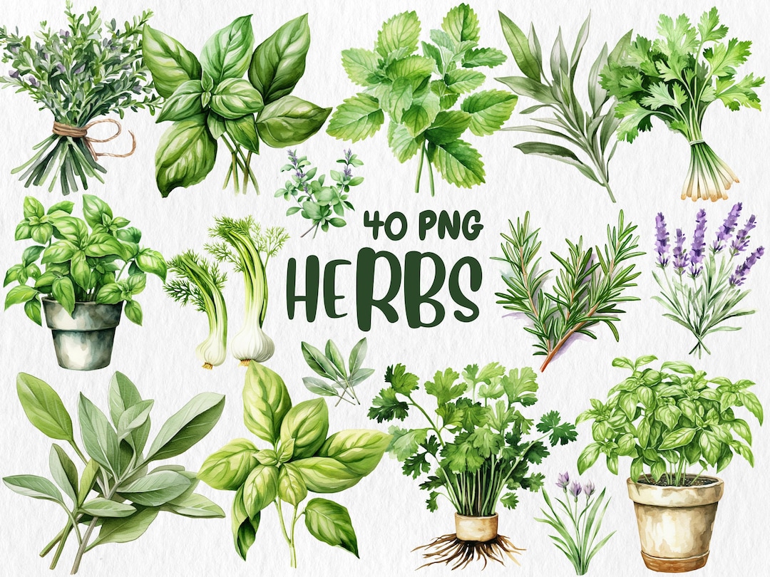 Watercolor Herbs Clipart: Basil, Rosemary, Thyme (instant Download) - Etsy