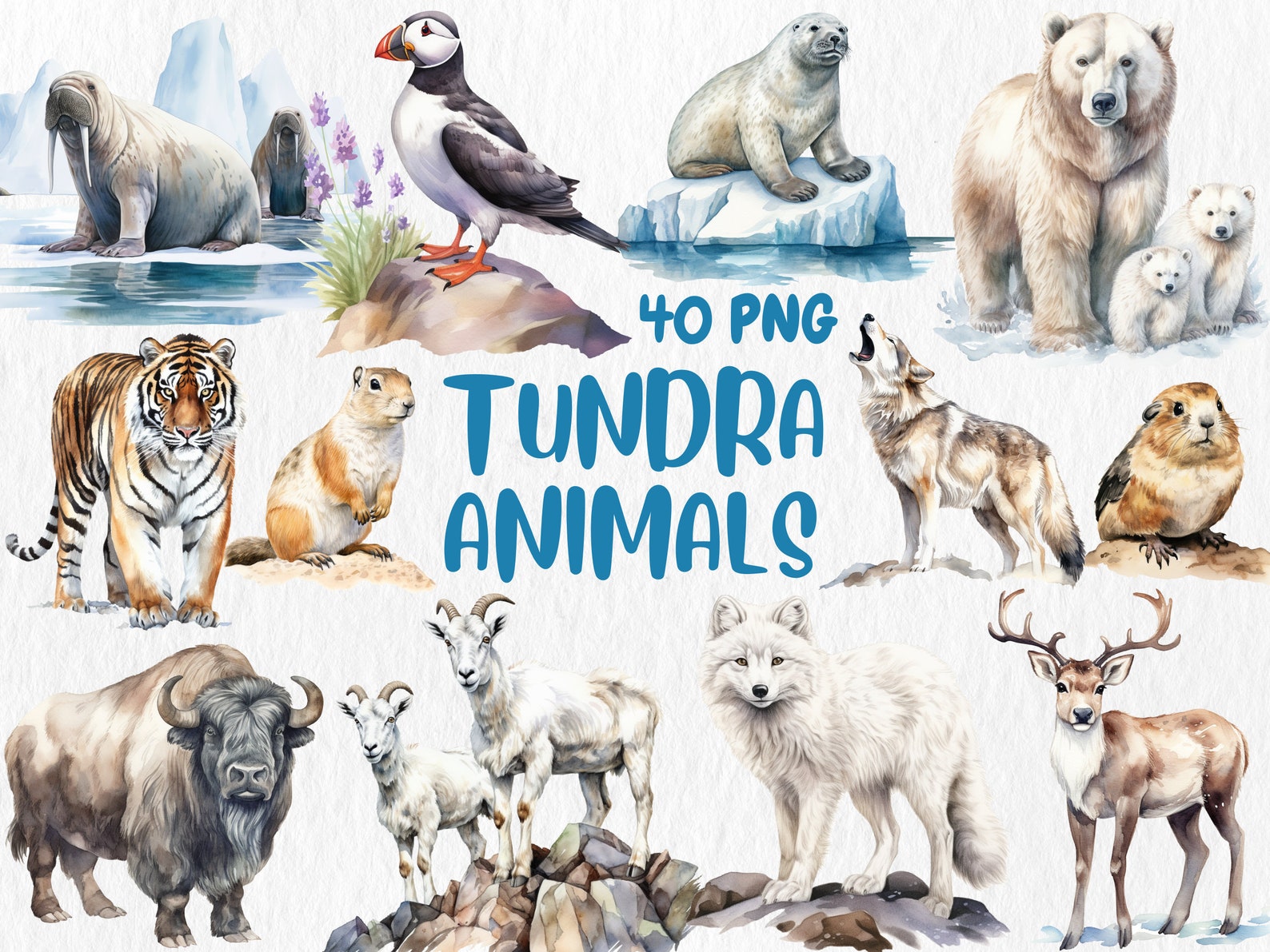 Watercolor Tundra Animals Clipart: 40 PNG Illustrations (instant ...