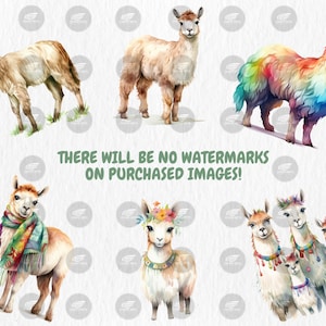 Watercolor Llamas Clipart | Cute Adorable Llama, Alpaca, Party Animal ...