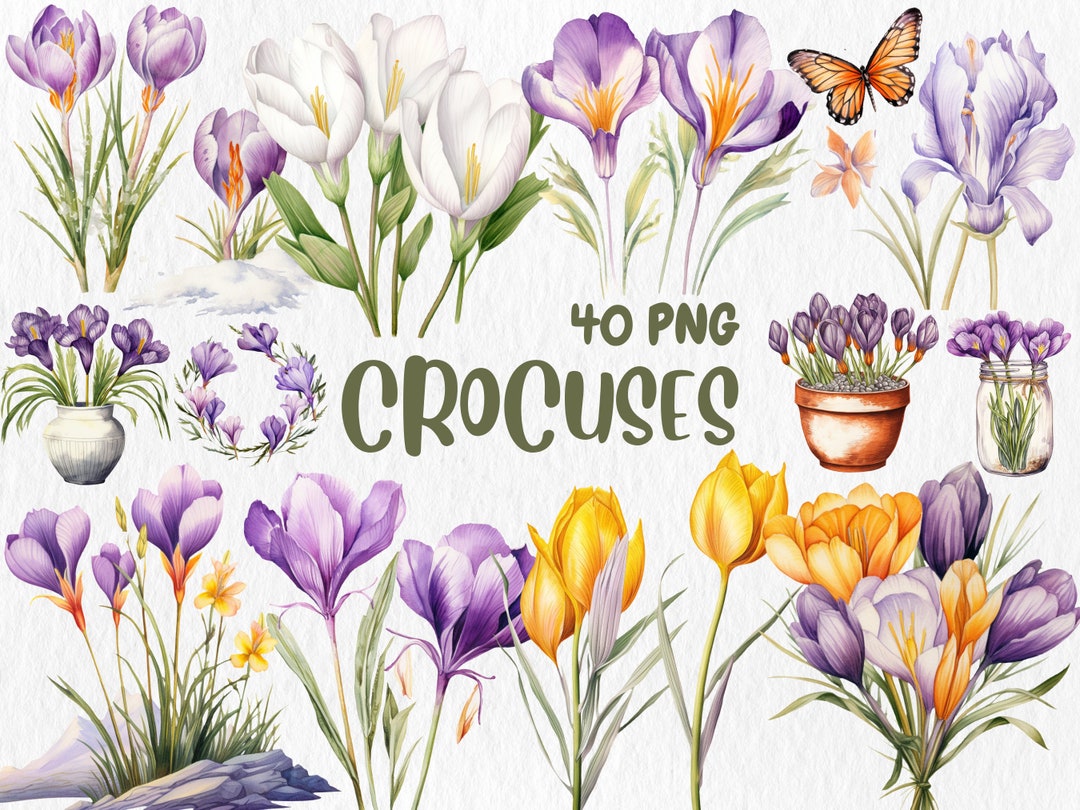 Watercolor Crocuses Clipart | Spring Flower, Floral Easter, Botanical ...