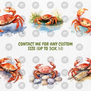 Watercolor Crabs Clipart: 40 Ocean Animal PNG Graphics (commercial Use ...