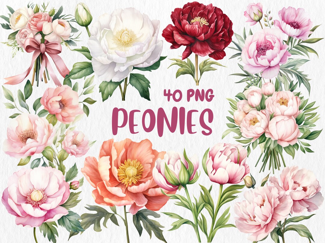 Watercolor Peonies Clipart | Spring Flower, Floral Bouquet, Pink, Red ...