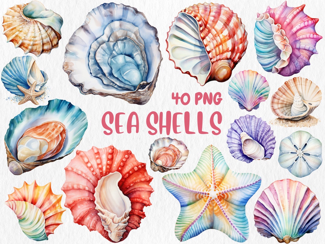 Watercolor Sea Shells Clipart | Clam Shell, Nautilus Shell, Oyster ...