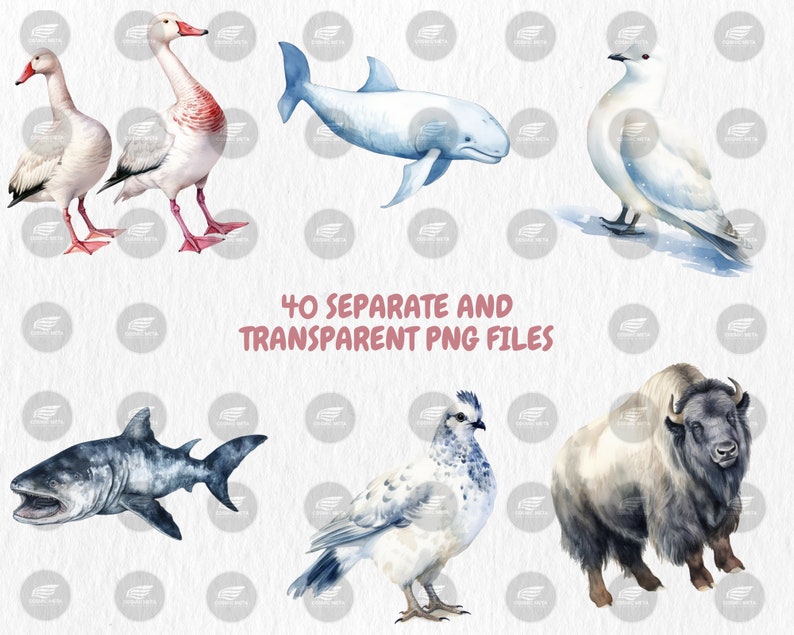 Watercolor Arctic Animals Clipart: 40 PNG Illustrations (commercial Use ...