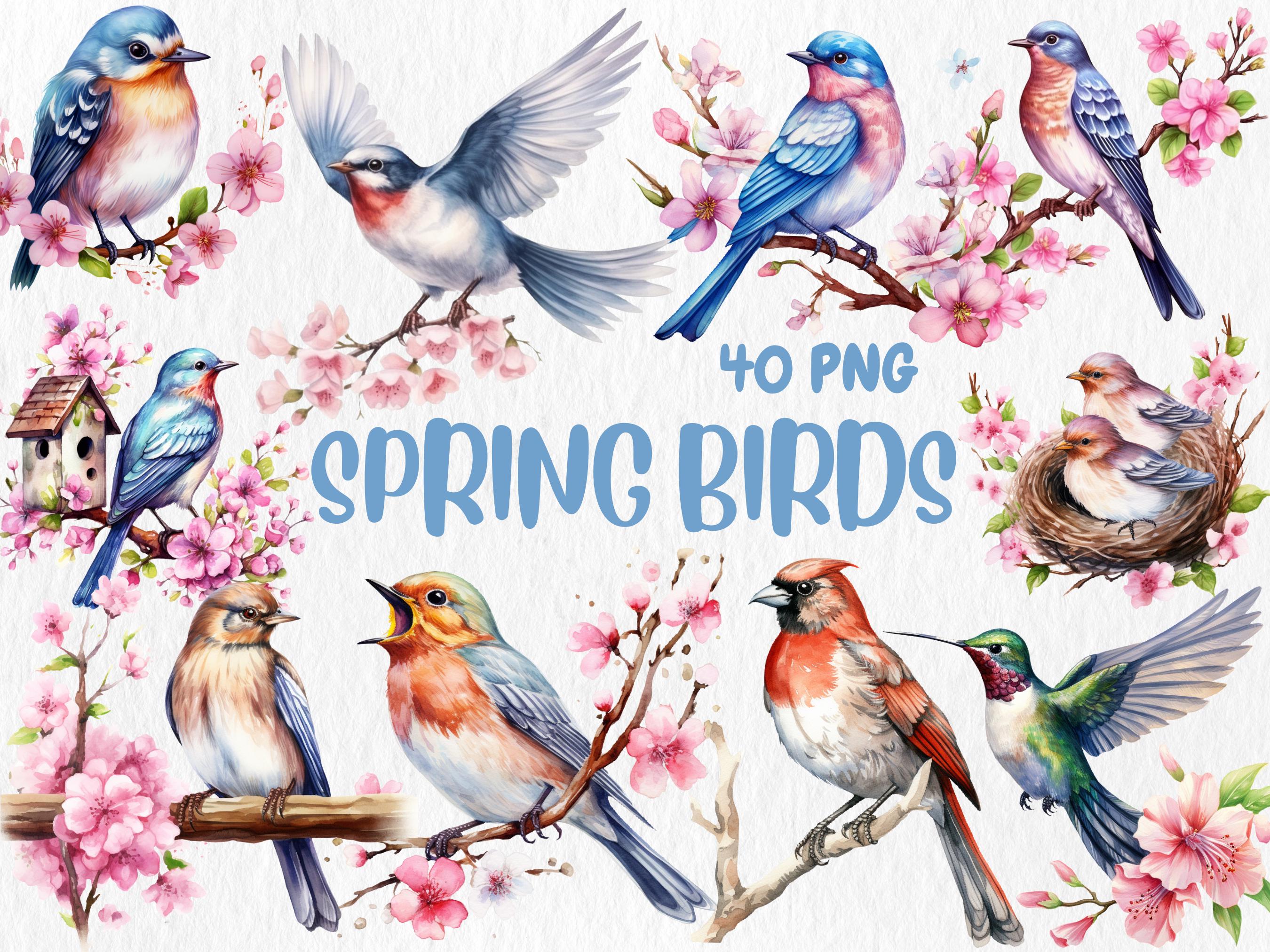 Watercolor Spring Birds Clipart: 40 PNG Illustrations (commercial Use ...