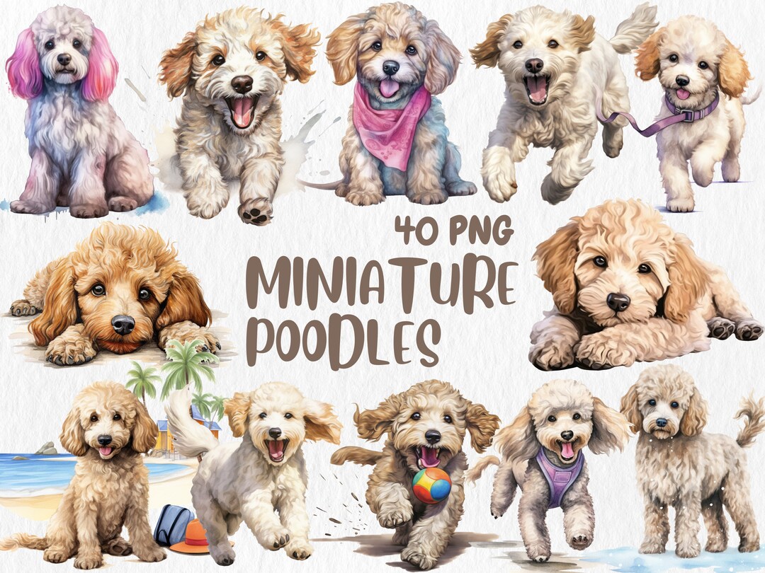 Watercolor Miniature Poodles Clipart | Cute Dog, Puppy, Dog Breed, Dog ...
