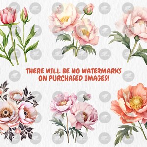 Watercolor Peonies Clipart | Spring Flower, Floral Bouquet, Pink, Red ...