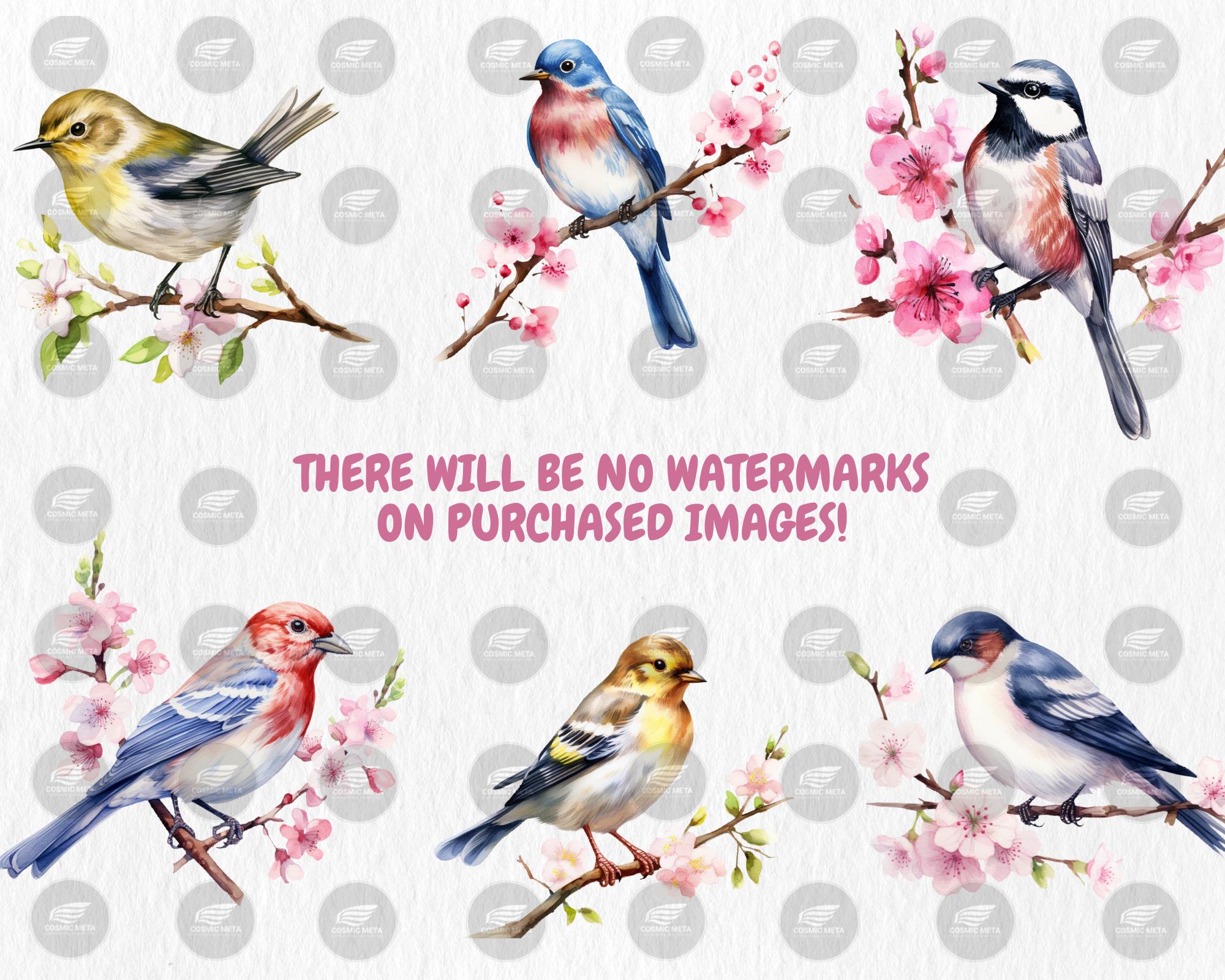 Watercolor Spring Birds Clipart: 40 PNG Illustrations (commercial Use ...