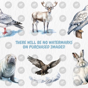 Watercolor Arctic Animals Clipart | Fox, Owl, Walrus, Wolf, Polar Bear ...