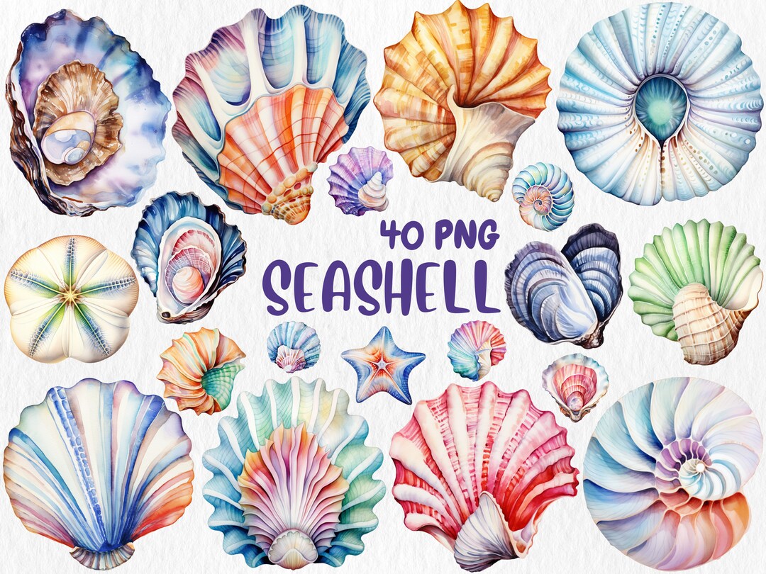 Watercolor Seashell Clipart | Conch Shell, Nautilus Shell, Oyster Shell ...